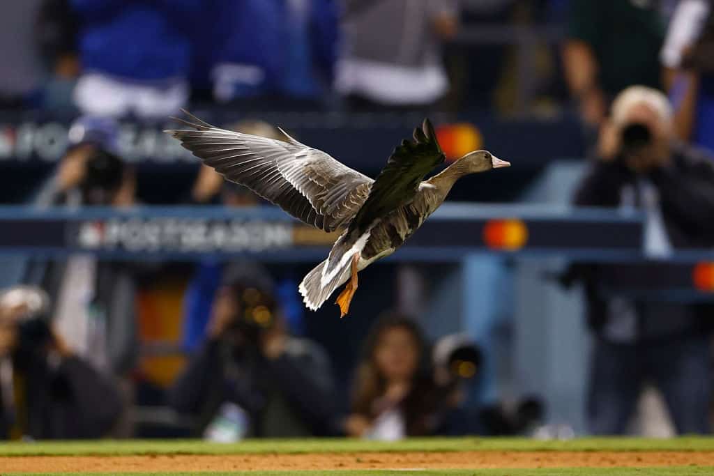 A Goose Took Over The Dodgers-Padres Game Wednesday Night